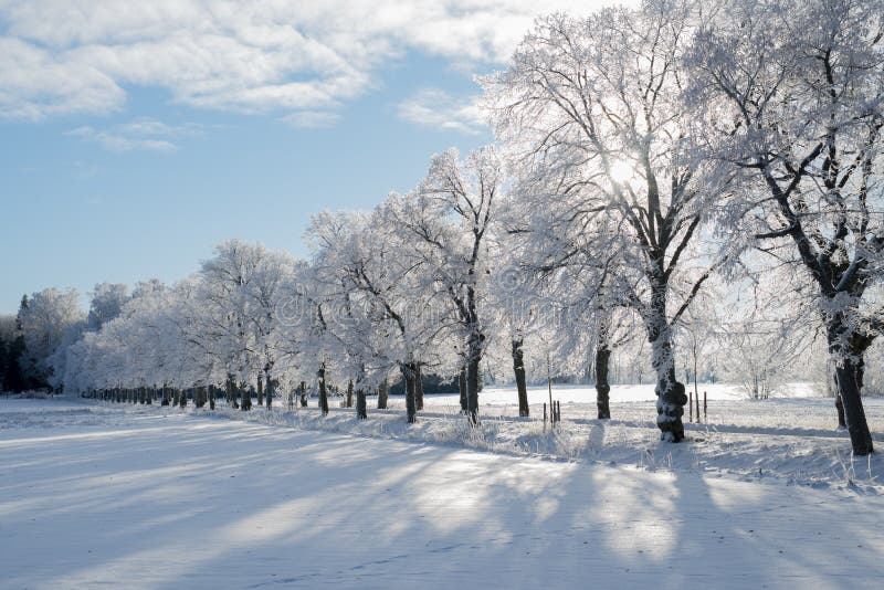 Wintry landscape stock photo. Image of nature, plant - 65668906