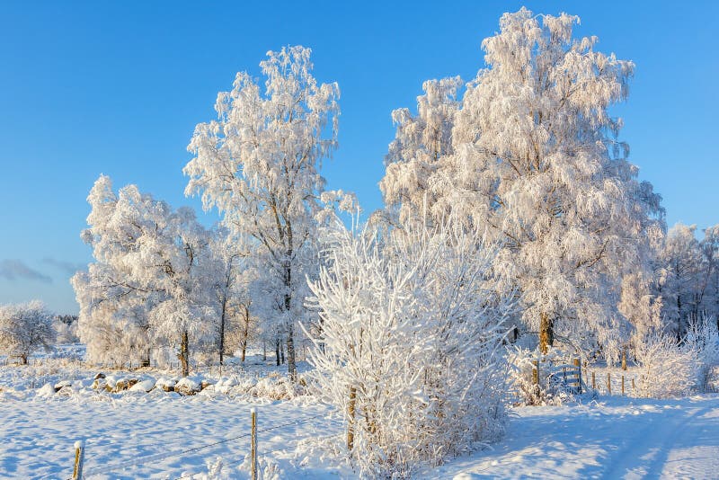 Wintry Landscape with Snow and Frost Stock Image - Image of beautiful ...