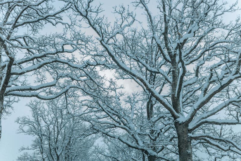 Wintry Path through a Forest at Night 2 Stock Image - Image of colonel ...