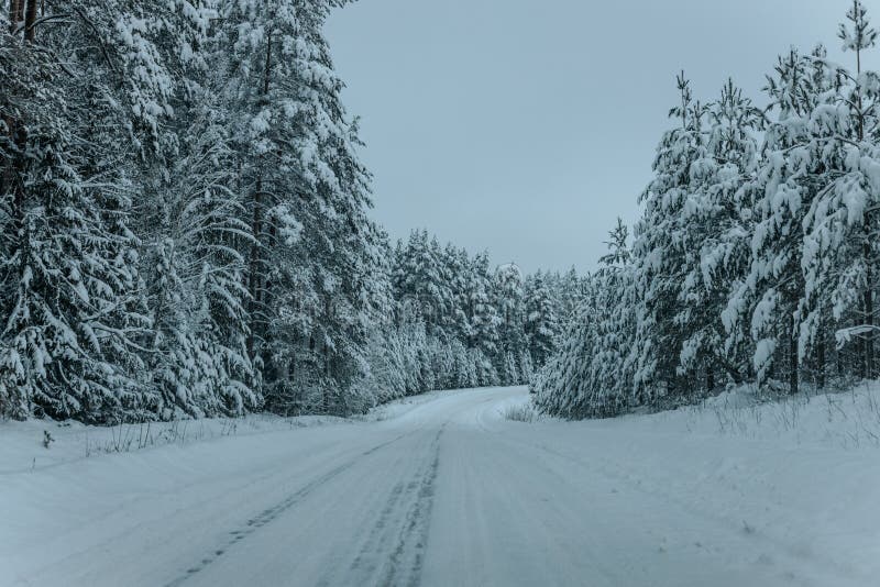 Wintry Path through a Chilly Forest with Snow Covered Trees. Winter ...