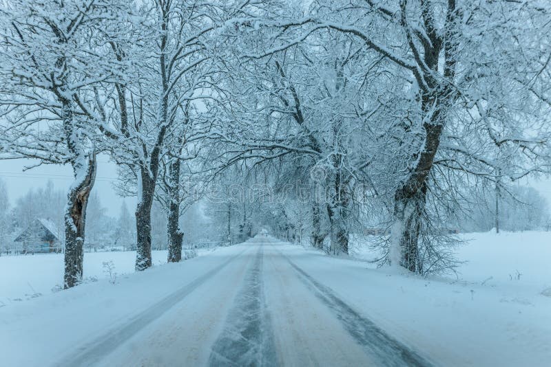Wintry Path through a Chilly Forest with Snow Covered Trees. Winter ...