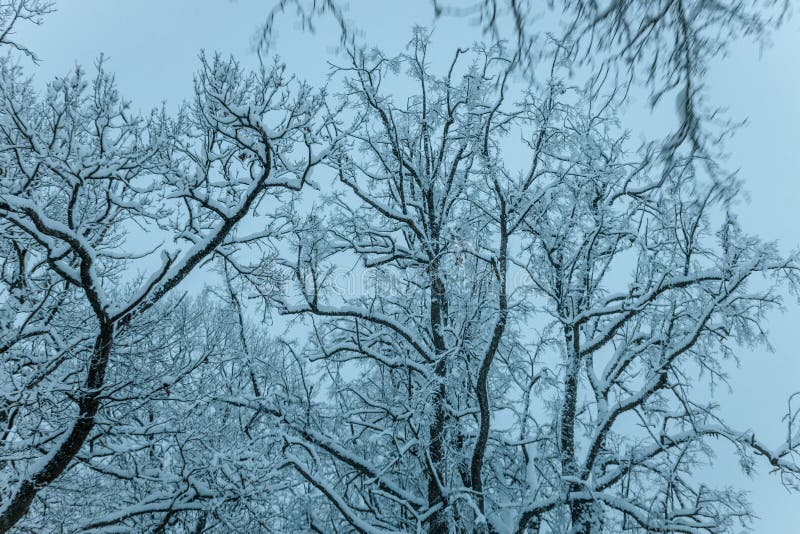 Wintry Path through a Chilly Forest with Snow Covered Trees. Winter ...