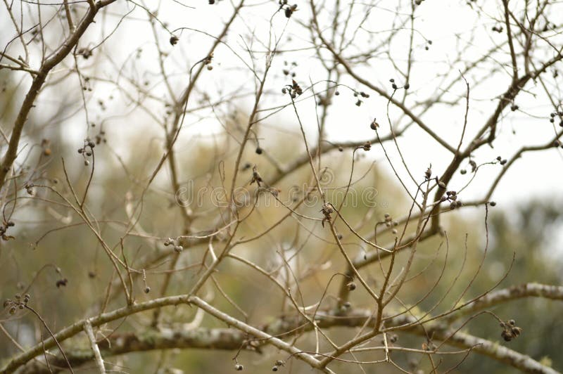 Wintry Popcorn Tree Branches Stock Image - Image of landscape, natural ...