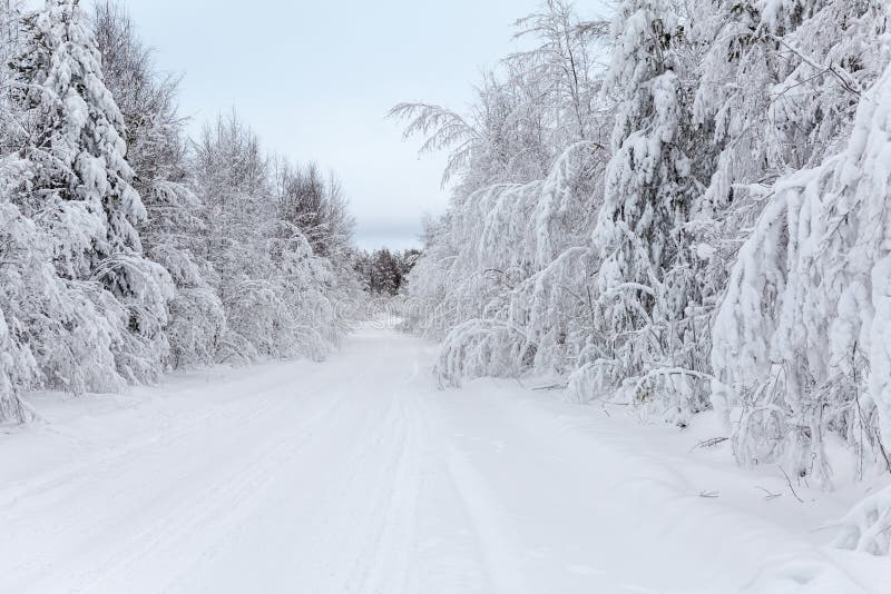 Wintry forest stock image. Image of winter, wintertime - 12484553