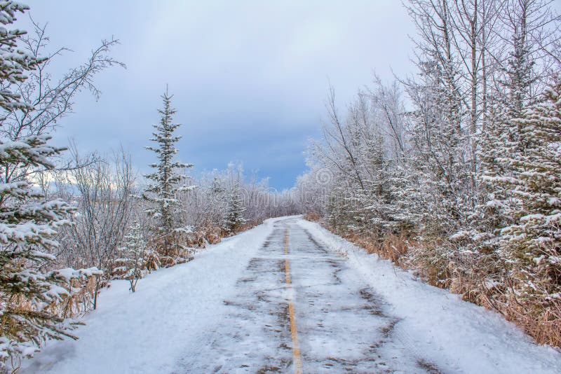 Wintry Trees Lining a Snowy Path Stock Photo - Image of calgary, nature ...