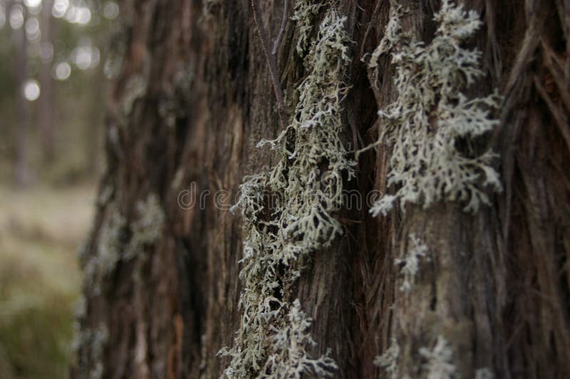 Wintry White Lichen Growing on the Barked Trunk of a Native Tree Stock ...