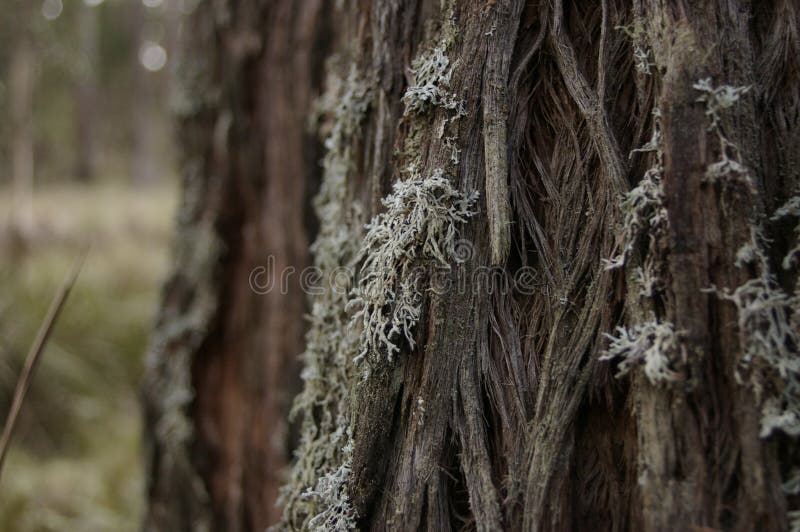 Wintry White Lichen Growing on the Barked Trunk of a Native Tree Stock ...