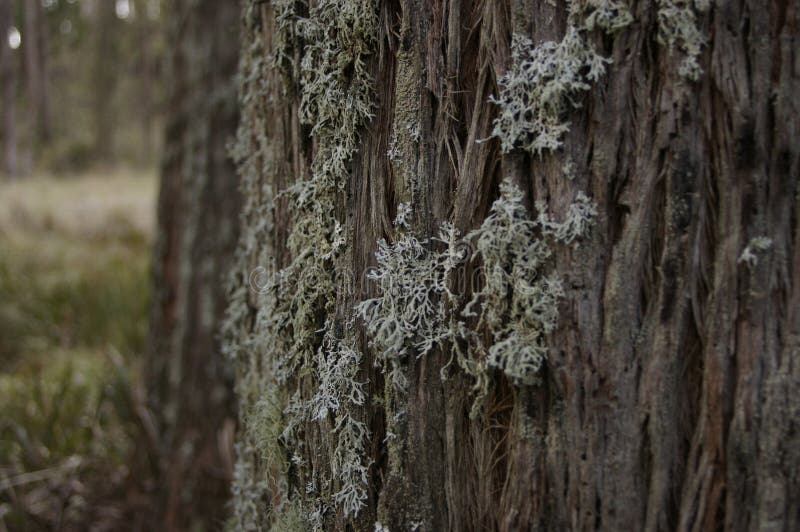 Wintry White Lichen Growing on the Barked Trunk of a Native Tree Stock ...
