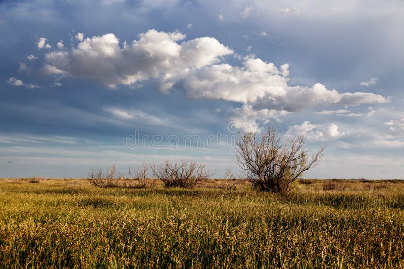 Wiosna stepy obraz stock. Obraz złożonej z spokojny, greenbacks - 23959879