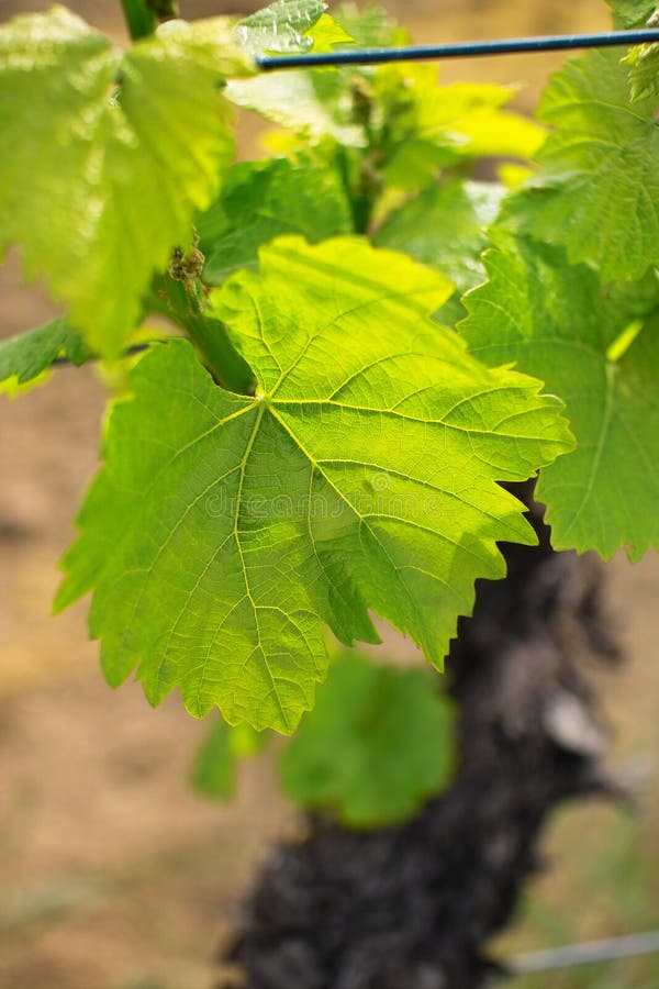 Choroby Na Liściach Winogron Chore Liście Winorośli W Winnicy Choroba ...