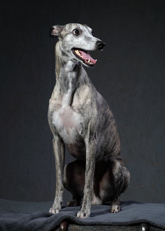 Wippet of Grey Background at the Photo Shoot Stock Photo - Image of ...