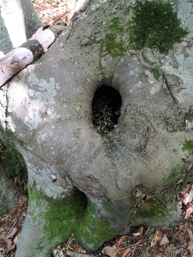 Wird Tree Stock Photos - Free & Royalty-Free Stock Photos from Dreamstime