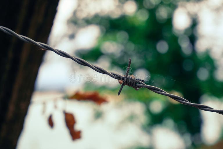 Wire with a Barbed End is Hanging from a Tree Stock Image - Image of ...