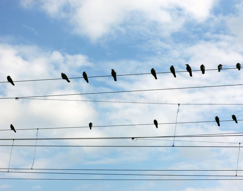 Wire birds stock image. Image of black, beautiful, beak - 194475367