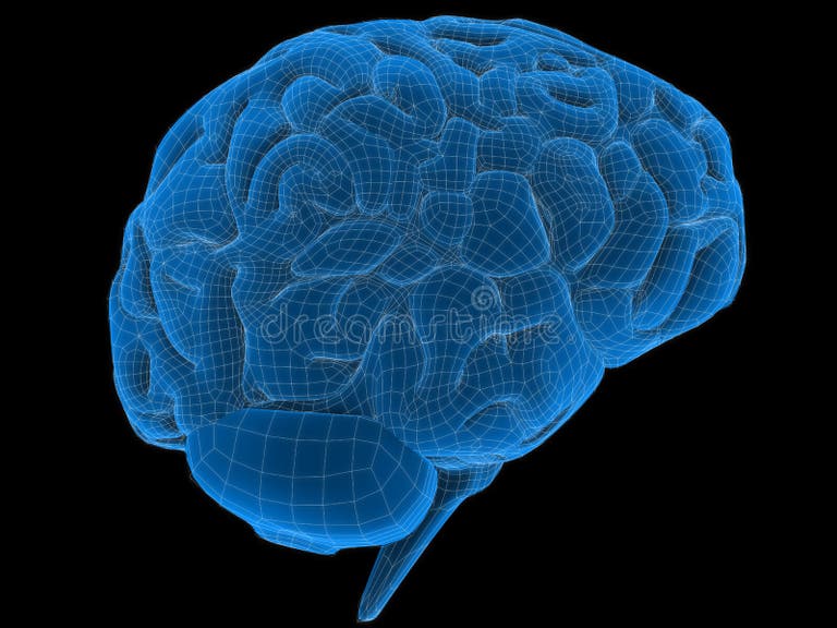 Wire brain stock illustration. Illustration of anatomy - 2719946