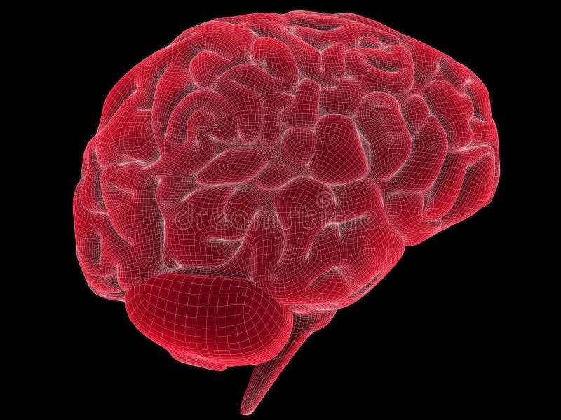 Wire brain stock illustration. Illustration of cerebra - 2719956