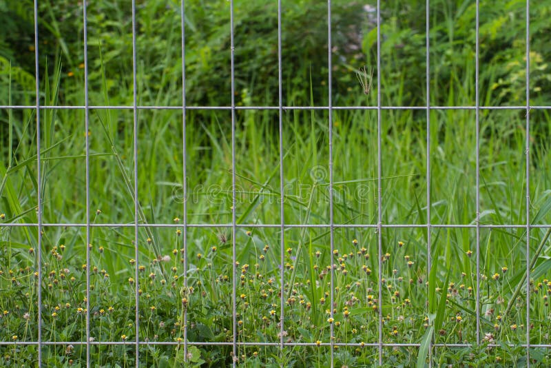 Wire cage and grass flower stock photo. Image of wire - 43471726