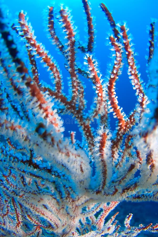 Coral Reef stock photo. Image of florida, pompano, ocean - 5711732
