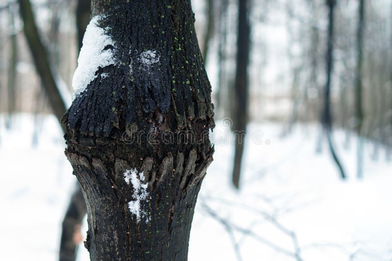 Wire damaged tree stock photo. Image of cable, texture - 209071620