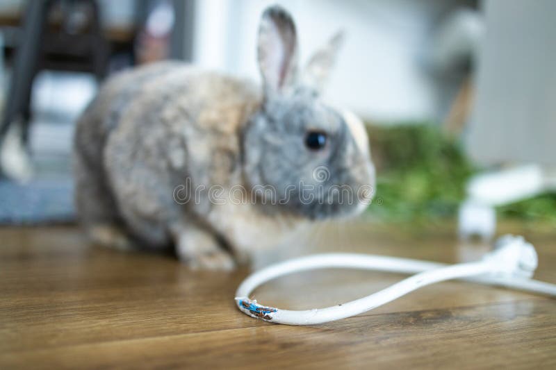 Wire Defective, Ground Wire Was Bitten by Rabbit. Stock Image - Image ...