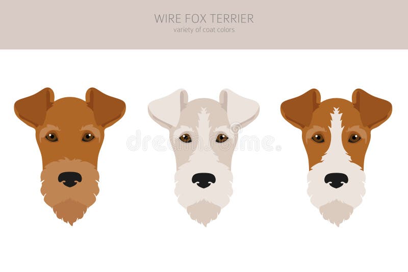 Wire Fox Terrier Clipart. Different Poses, Coat Colors Set Stock Vector ...