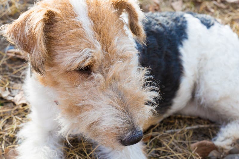Wire Fox Terrier dog stock photo. Image of domestic - 245731256