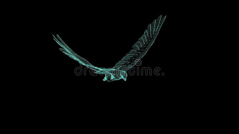 Wire Frame of Falcon Gliding and Flapping on Black Background Stock ...