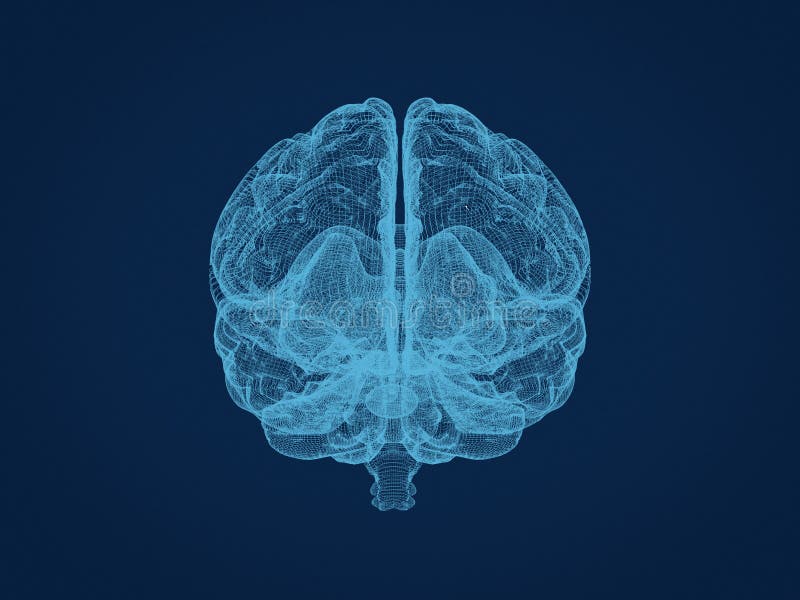 Wire Frame Model of the Human Brain. Stock Illustration - Illustration ...