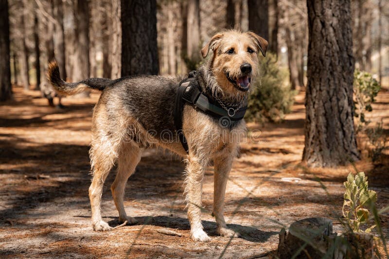 Wire Fur Terrier Standing in a Sunlit Forest Clearing Stock Image ...
