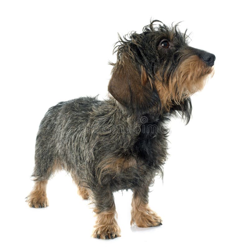 White Wire Haired Dachshund
