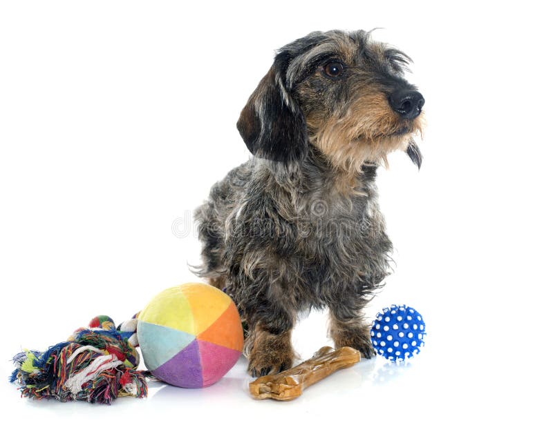 Wire Haired Dachshunds and Toys Stock Photo - Image of wire, animal ...
