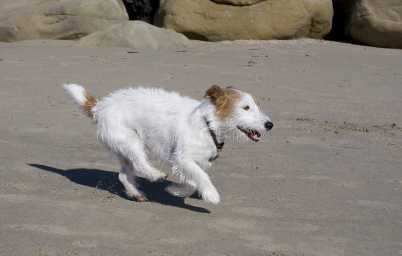 Wire-haired Jack Russell Terrier Stock Image - Image of domestic, jack ...