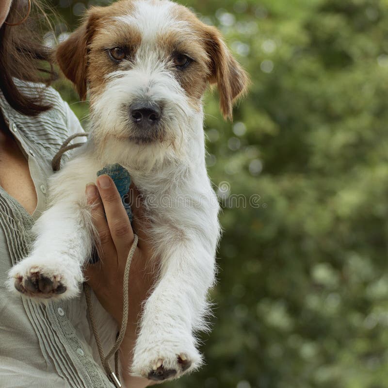 Wire-haired Jack Russell Terrier Stock Image - Image of adorable, jack ... Wire-haired Jack Russell Terrier Stock Image - Image of adorable, jack ...