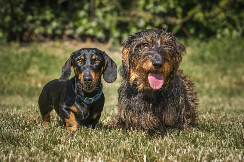 Wire Haired Long Haired Dachshund and a Black and Tan Dachshund ...