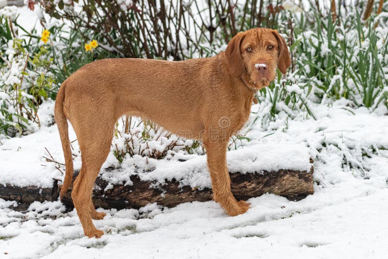 Wire Haired Vizsla Puppy in the Snow Stock Image - Image of hungarian ...