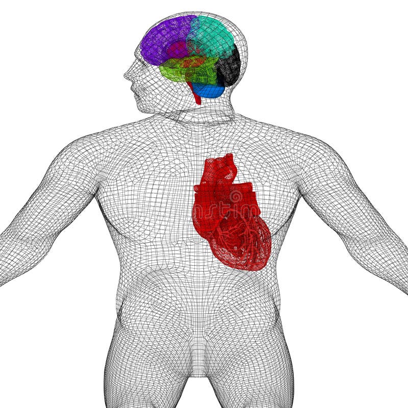 Chest Head Veins Stock Illustrations – 46 Chest Head Veins Stock ...