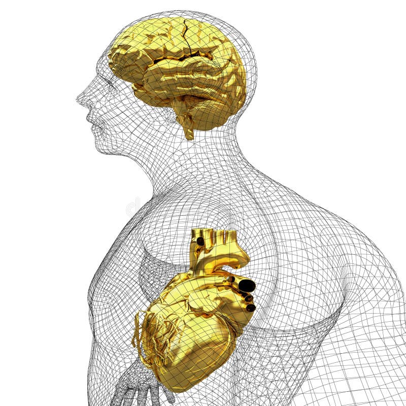 Wire Human Body Model with Heart and Brain in X-ray Stock Illustration ...