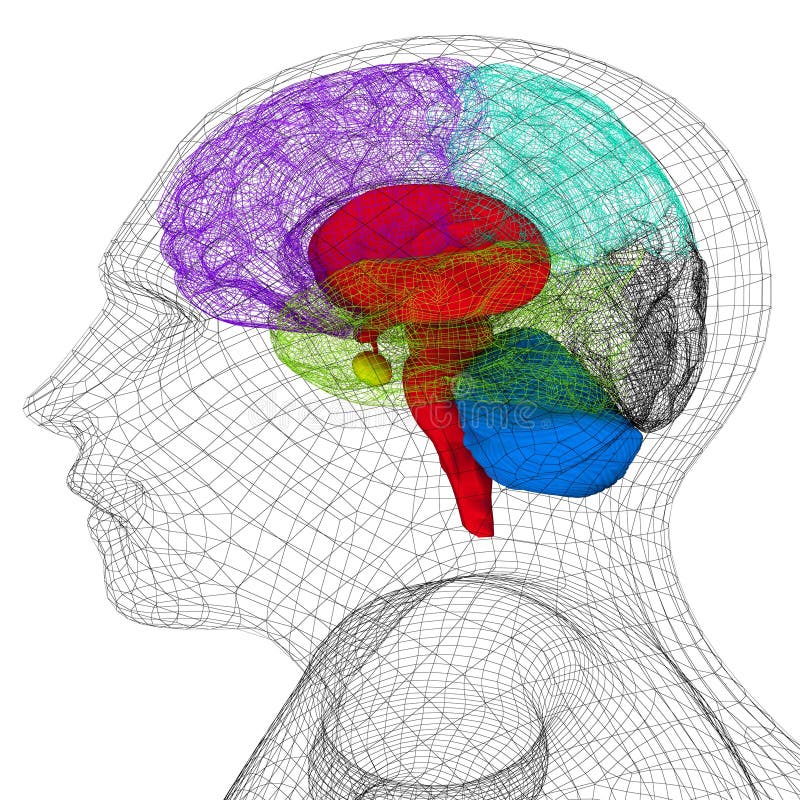 Wire Human Head Model with Brain Stock Illustration - Illustration of ...