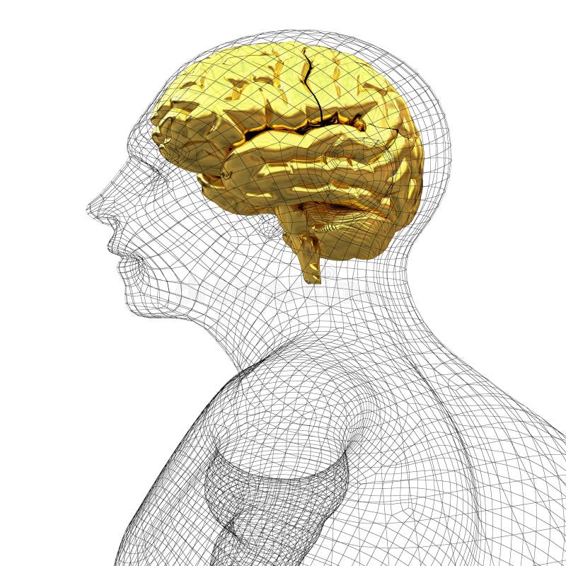 Wire Human Body Model with Heart and Brain in X-ray. 3d Render Stock ...