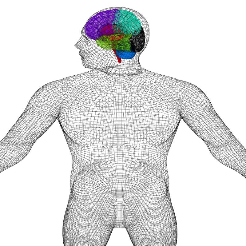 Wire Human Body Model with Heart and Brain in X-ray. 3d Render Stock ...