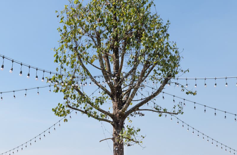 Wire light bulb on tree stock photo. Image of tree, evening - 277652152