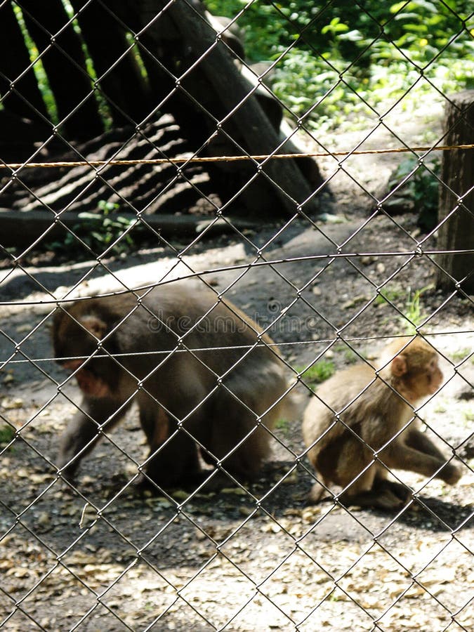 Wire Mesh with Captive Monkeys in Cage Behind Out of Focus Blurry Stock ...