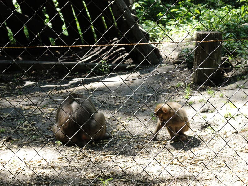 Wire Mesh with Captive Monkeys in Cage Behind Out of Focus Blurry Stock ...