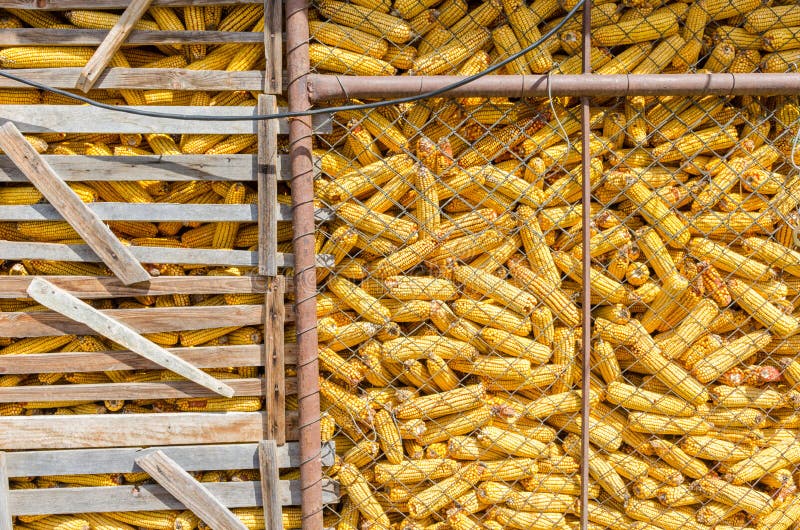 Corn Storage stock image. Image of corn, agriculture, cereal - 7731421
