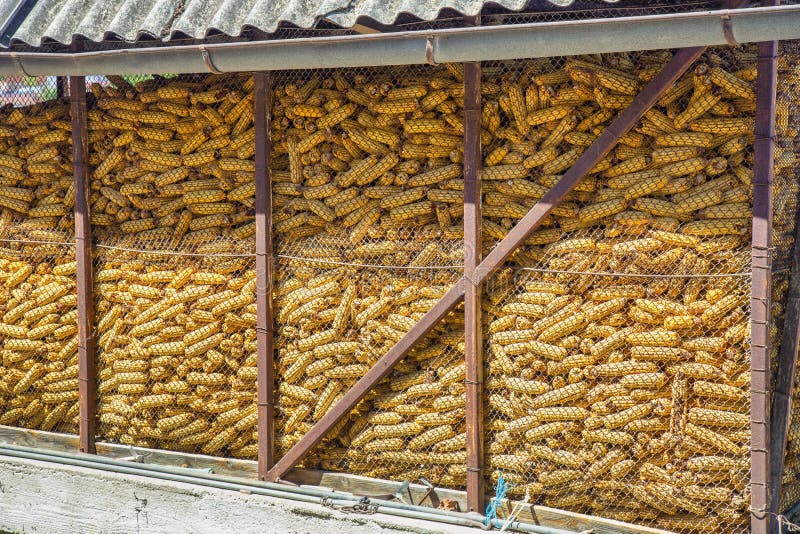 Dry Corn Storage stock image. Image of container, ambar - 946755