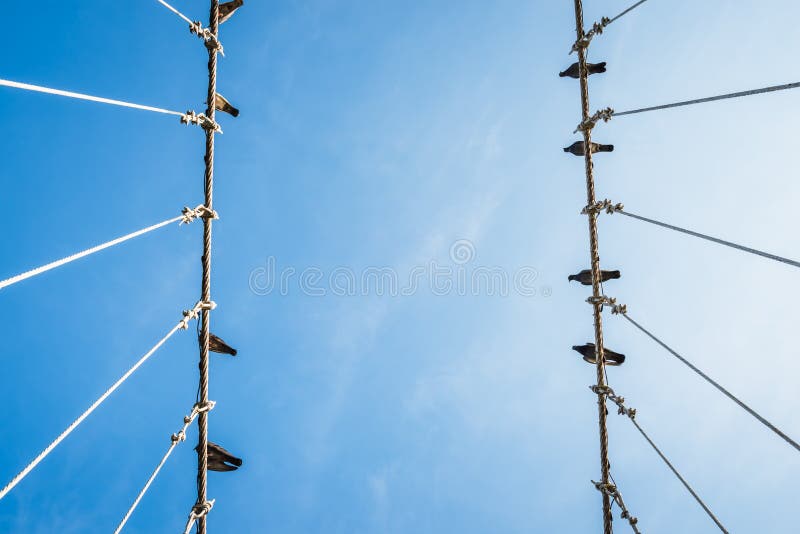 The Wire Metal Rope Bridge with Dove Stock Photo - Image of footbridge ...