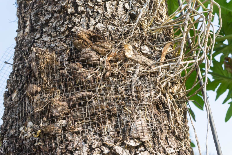 Wire Net Orchid Grow Stock Photos - Free & Royalty-Free Stock Photos ...