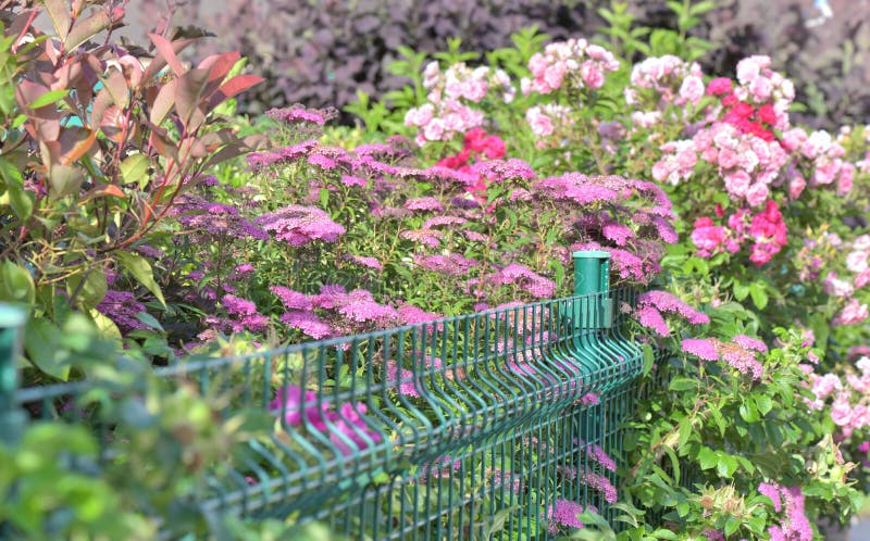 Wire Netting in a Beautiful Various Hedge Blooming Stock Photo - Image ...