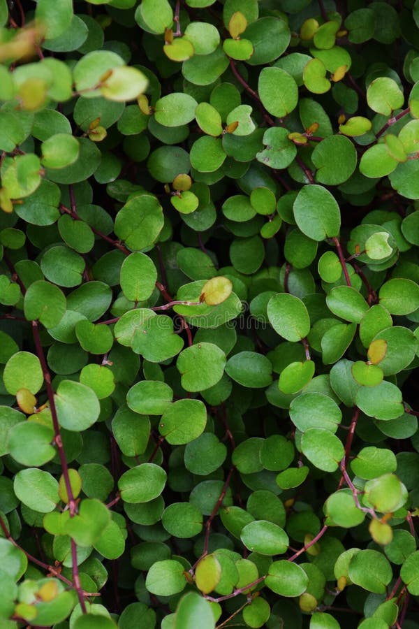 Wire plant stock photo. Image of wire, contrast, looking - 141447096