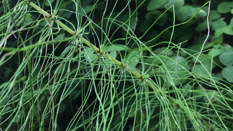 Wire plant stock photo. Image of wire, contrast, looking - 141447096